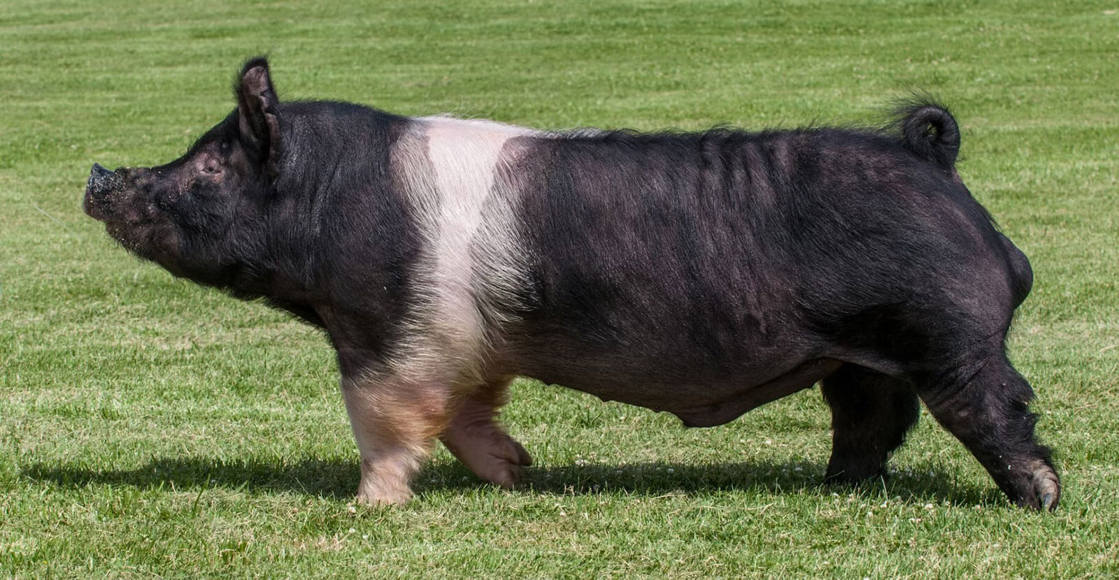 Boars - Sharrett Family Farms - Show Pigs in Ohio