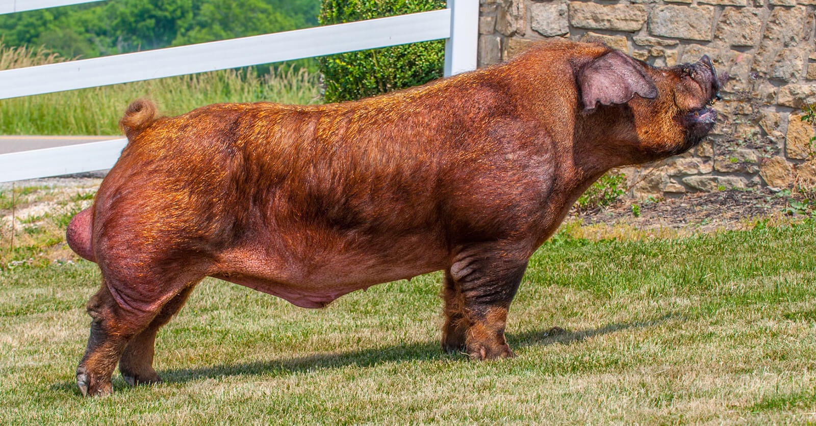 Boars - Sharrett Family Farms - Show Pigs in Ohio