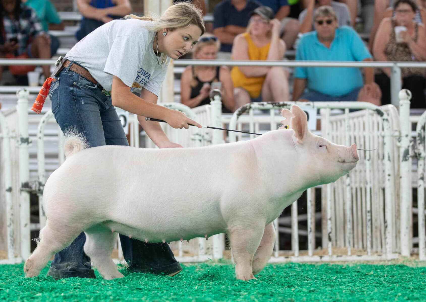 Boars - Sharrett Family Farms - Show Pigs in Ohio