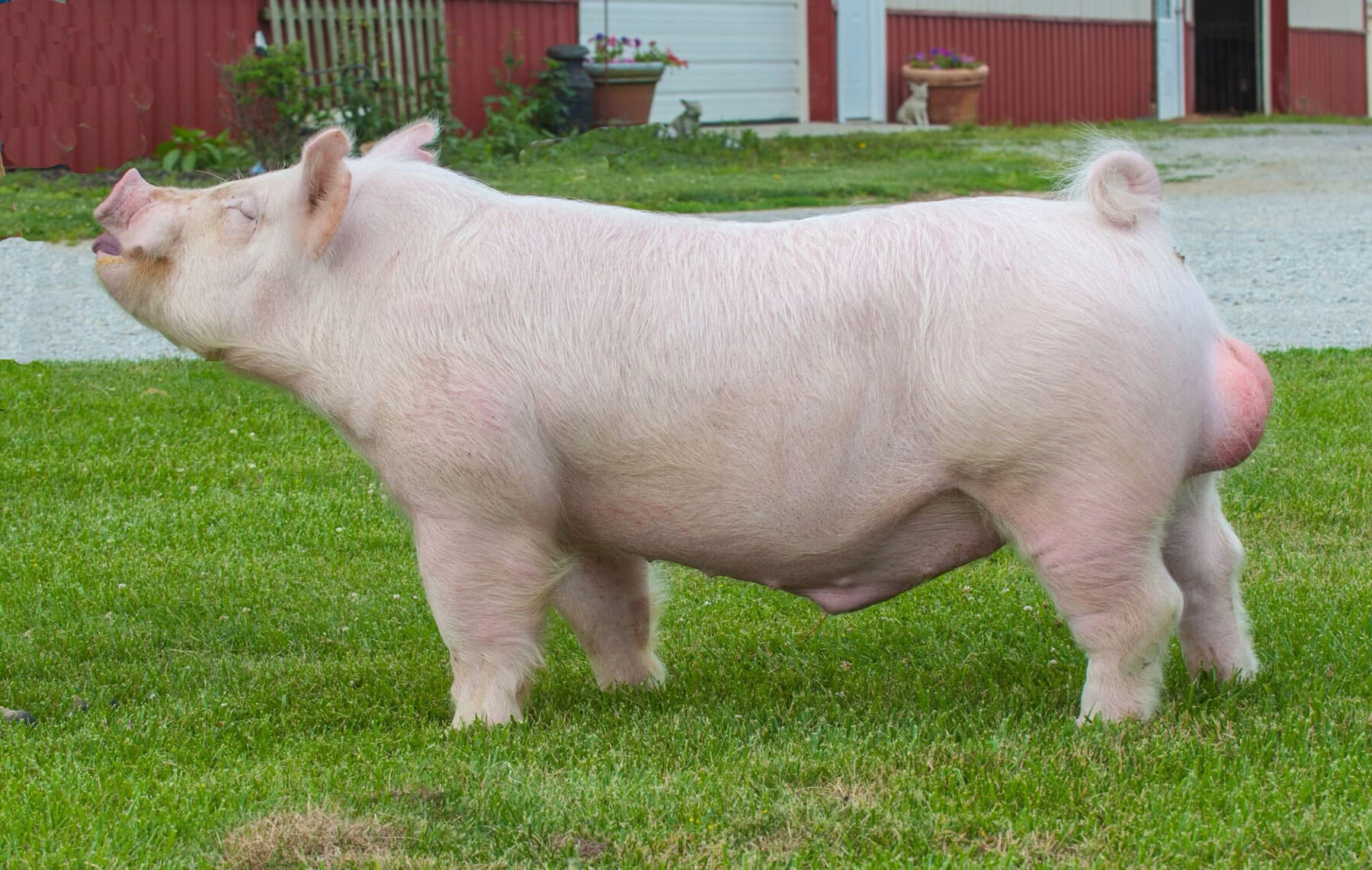 Boars - Sharrett Family Farms - Show Pigs in Ohio
